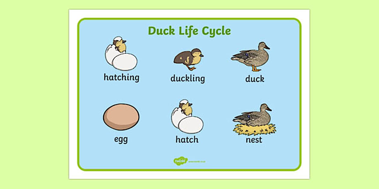 Precursive Duck Life Cycle Word Mat (teacher made) - Twinkl