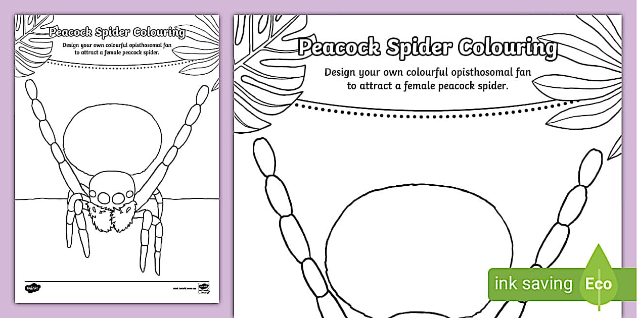 Peacock Spider Colouring Page (teacher made) - Twinkl