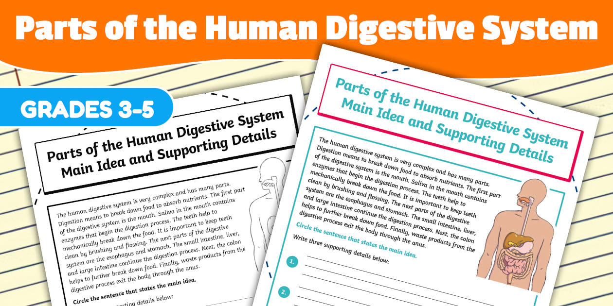 The Digestive System Main Idea and Supporting Details