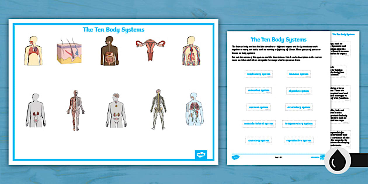 The Ten Human Body Systems Labelling Activity (Teacher-Made)