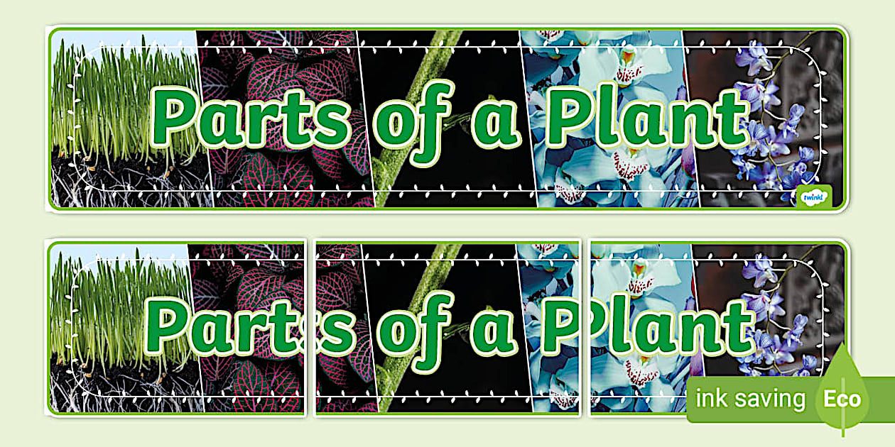 Parts of a Plant Photo Display Banner (Hecho por educadores)