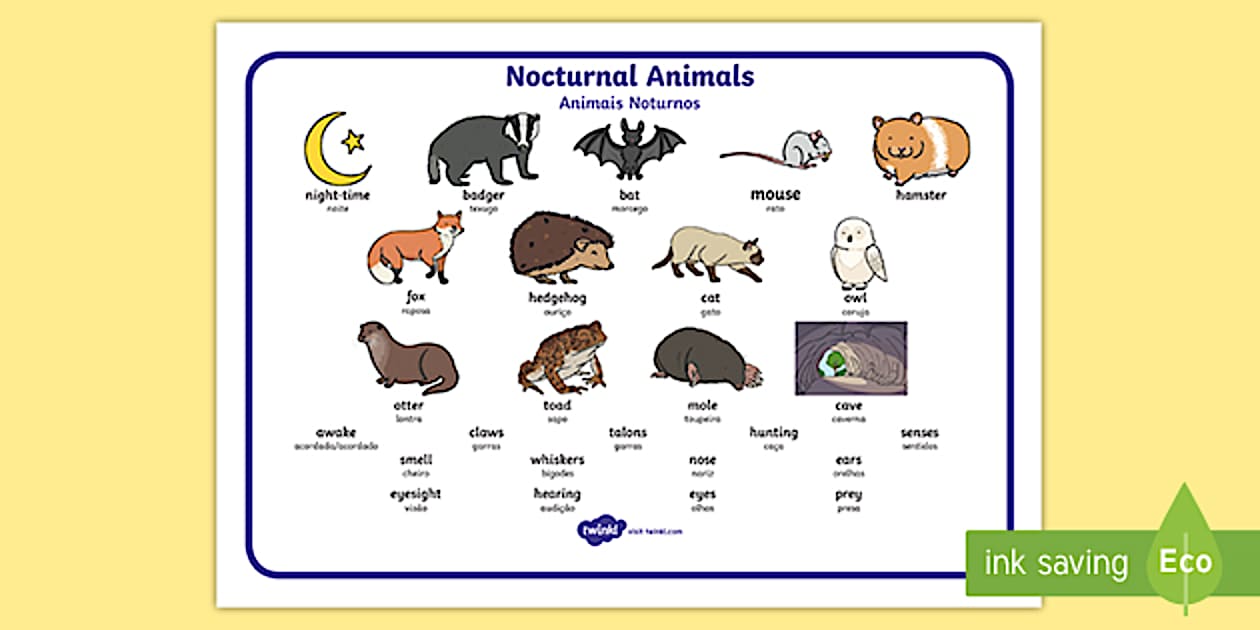 Nocturnal Animals Word Mat English/Portuguese (teacher made)