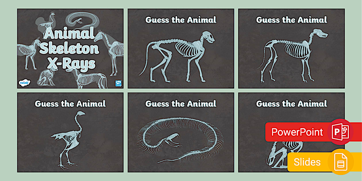 Animal X-Ray PowerPoint | Grades 3-5 Life Science Resources