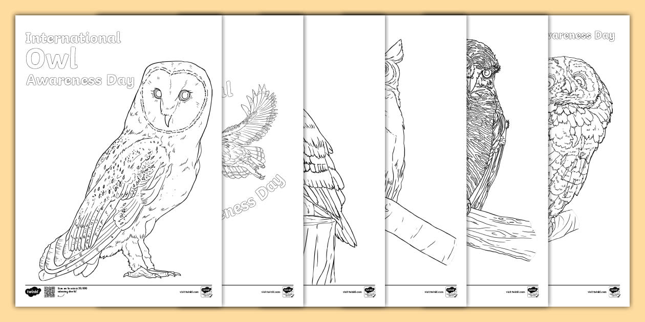 KS2 International Owl Awareness Day Colouring Pages - Twinkl