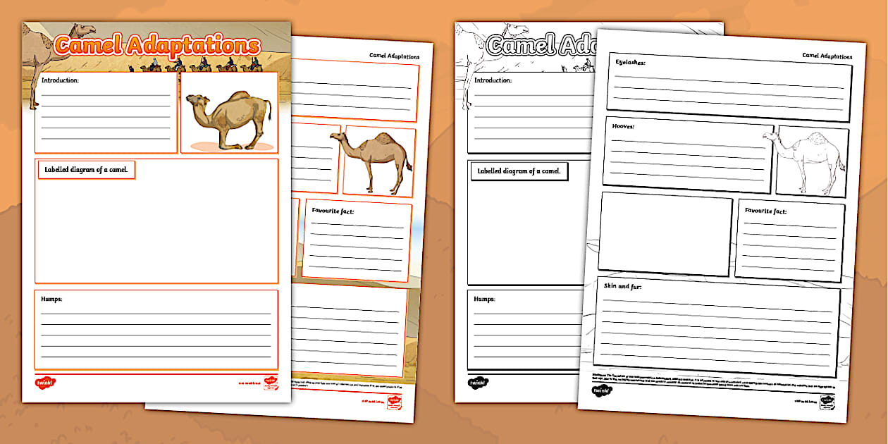 Camel Adaptations Non-Chronological Report Template - Twinkl