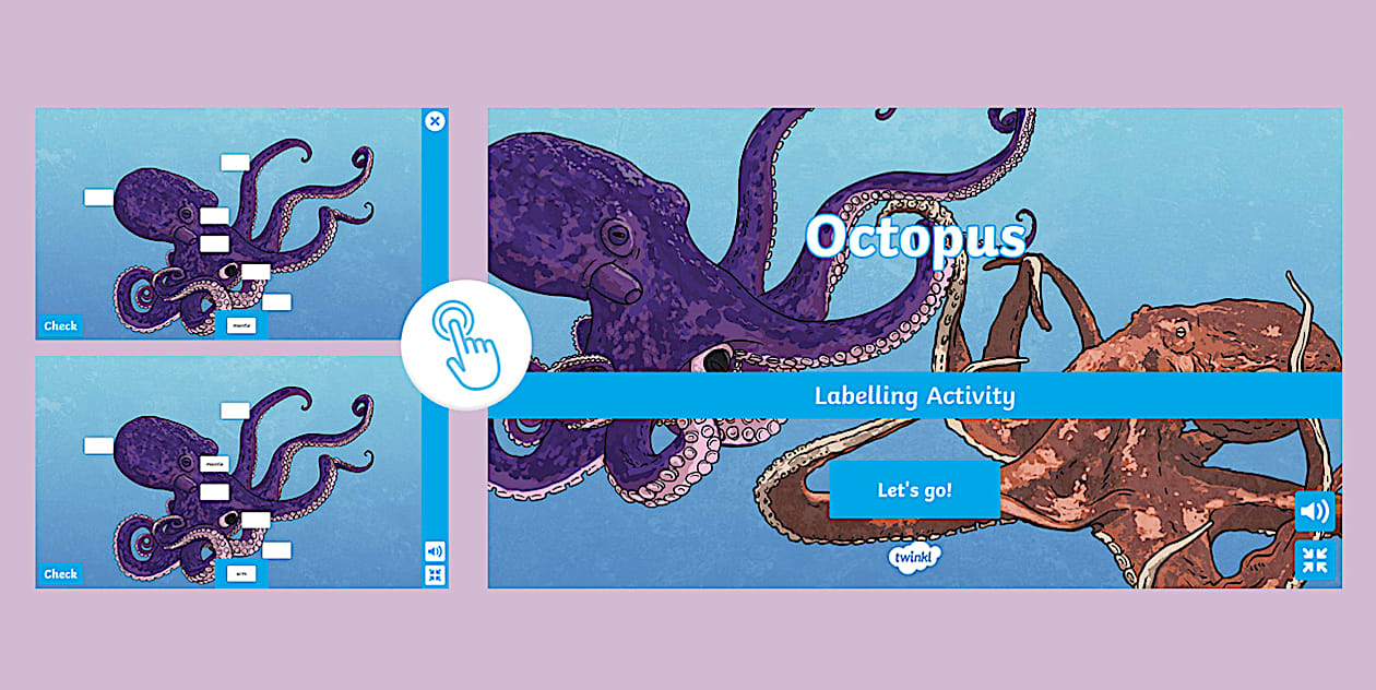 Octopus Interactive Labelling Activity (l'enseignant a fait)