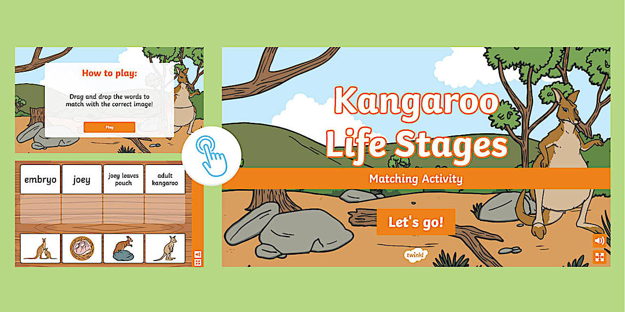 Kangaroo Life Stages Interactive Matching Game - Twinkl