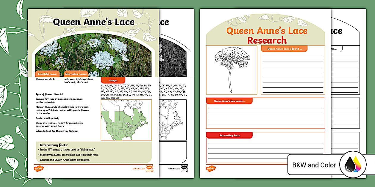 Queen Anne’s Lace Identification Poster (Teacher-Made)