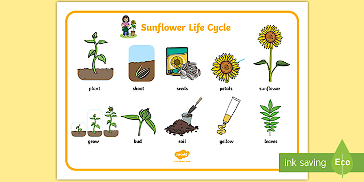 Sunflower Life Cycle Word Mat - Twinkl Early Years