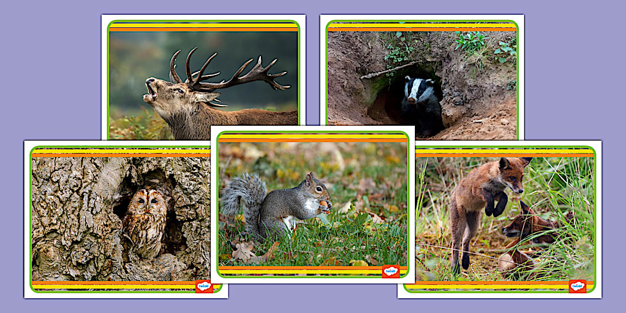 Forest Animal Photos (teacher made) - Twinkl