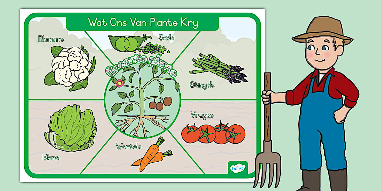 Graad 3 Wat ons van plante kry - Groente - Prentekaart