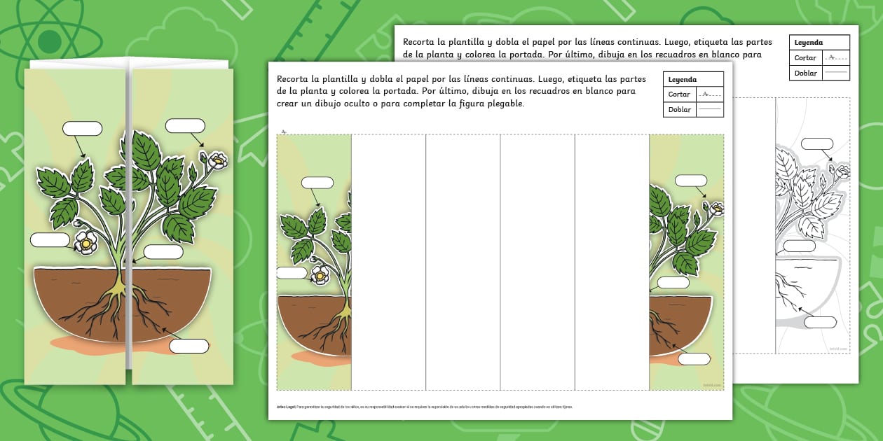 Plantilla de Arte Plegable: Partes de una Planta - Twinkl