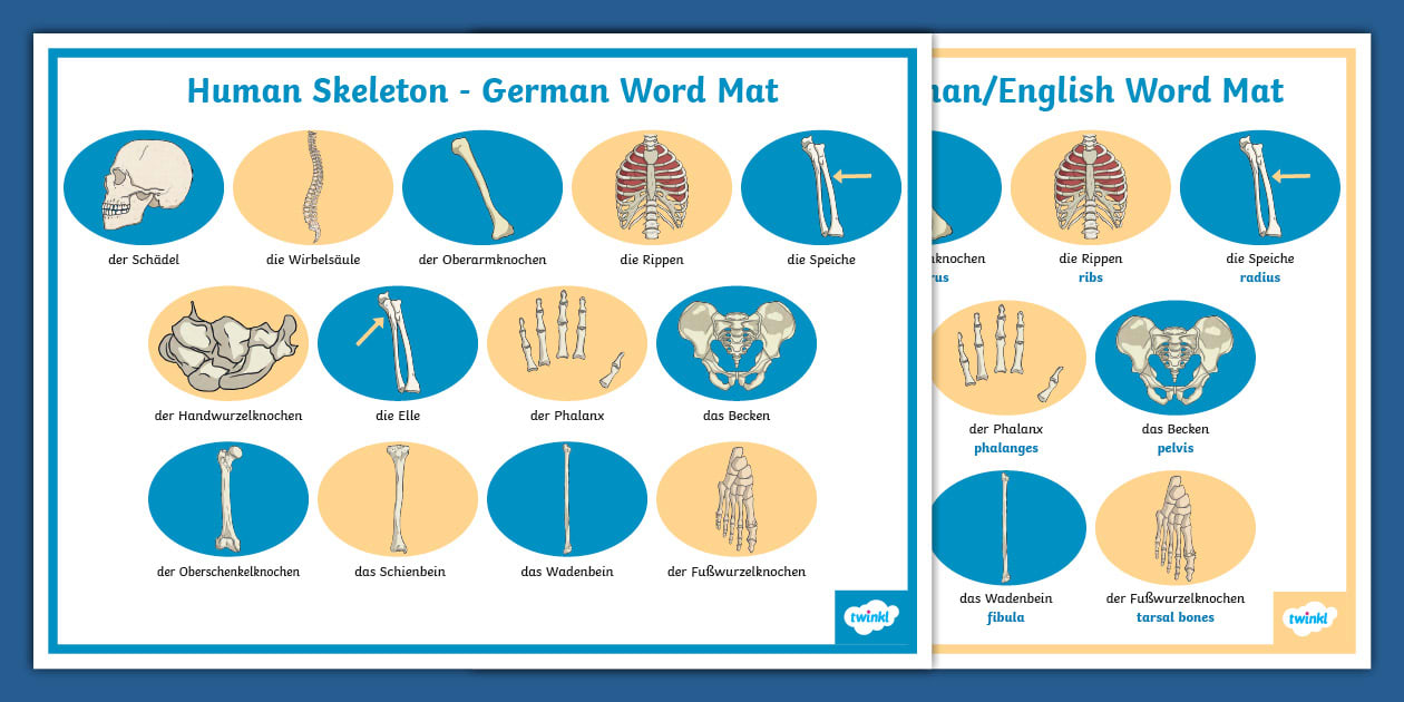 Human Skeleton Bones - German Word Mat - Twinkl