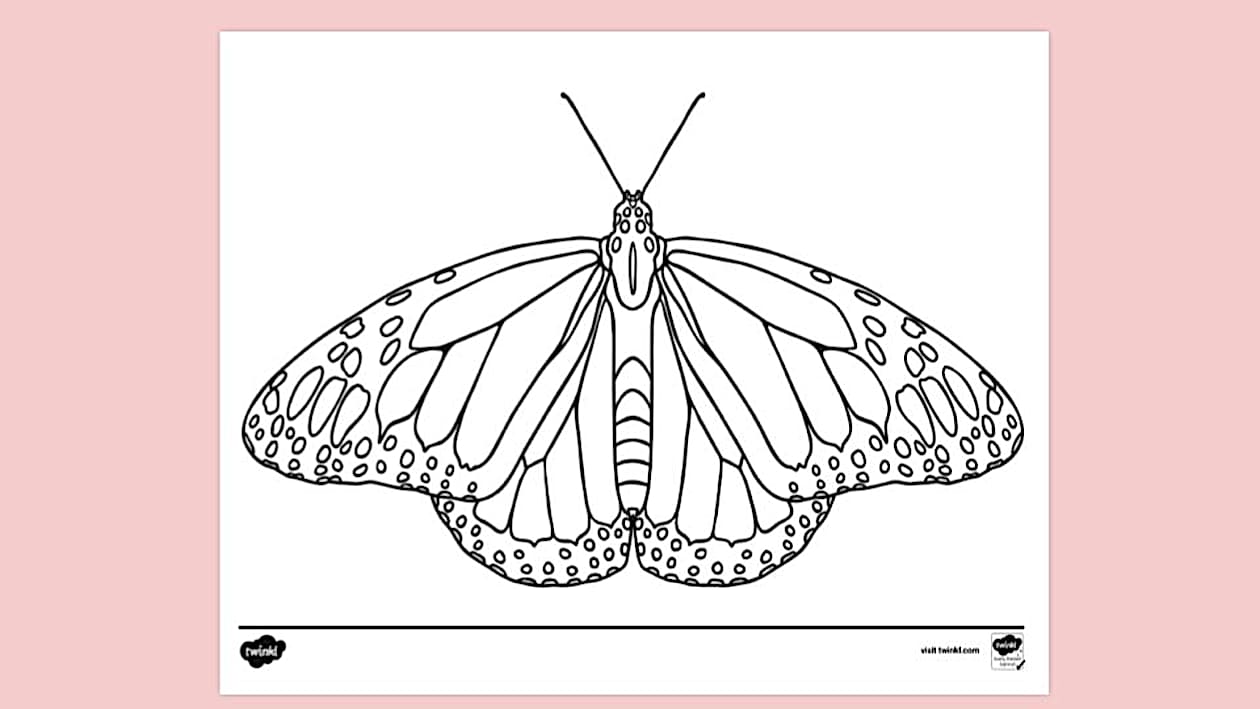 Monarch Butterfly Colouring Sheet - Worksheets - Twinkl