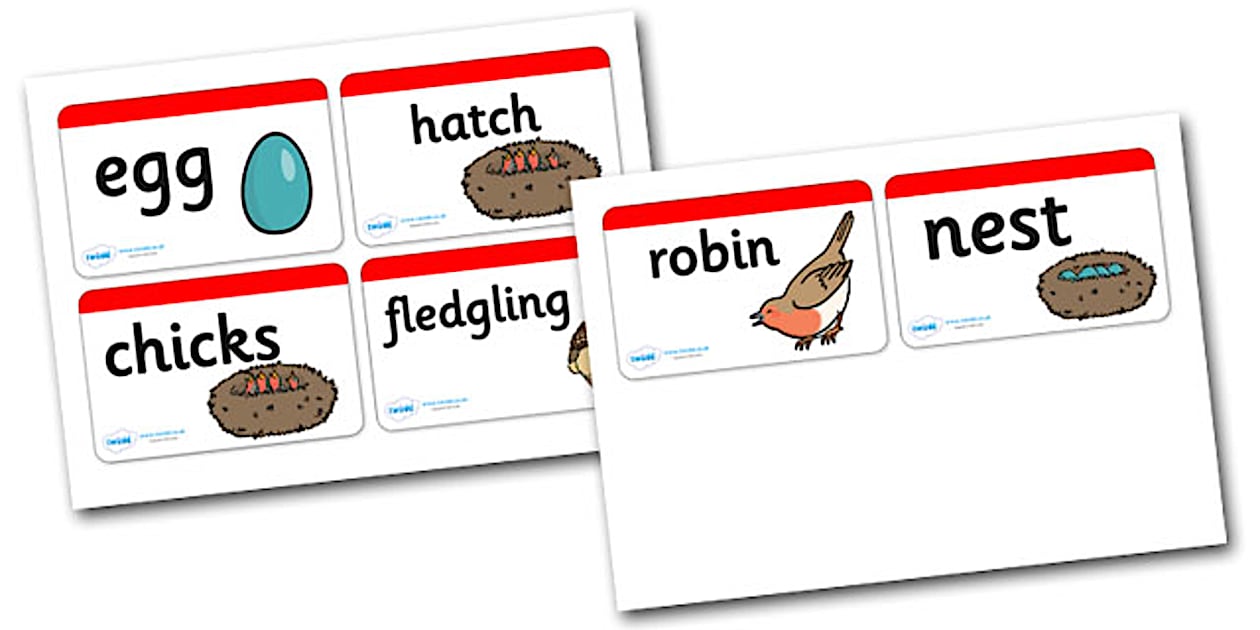 Robin Life Cycle Word Cards (teacher made) - Twinkl
