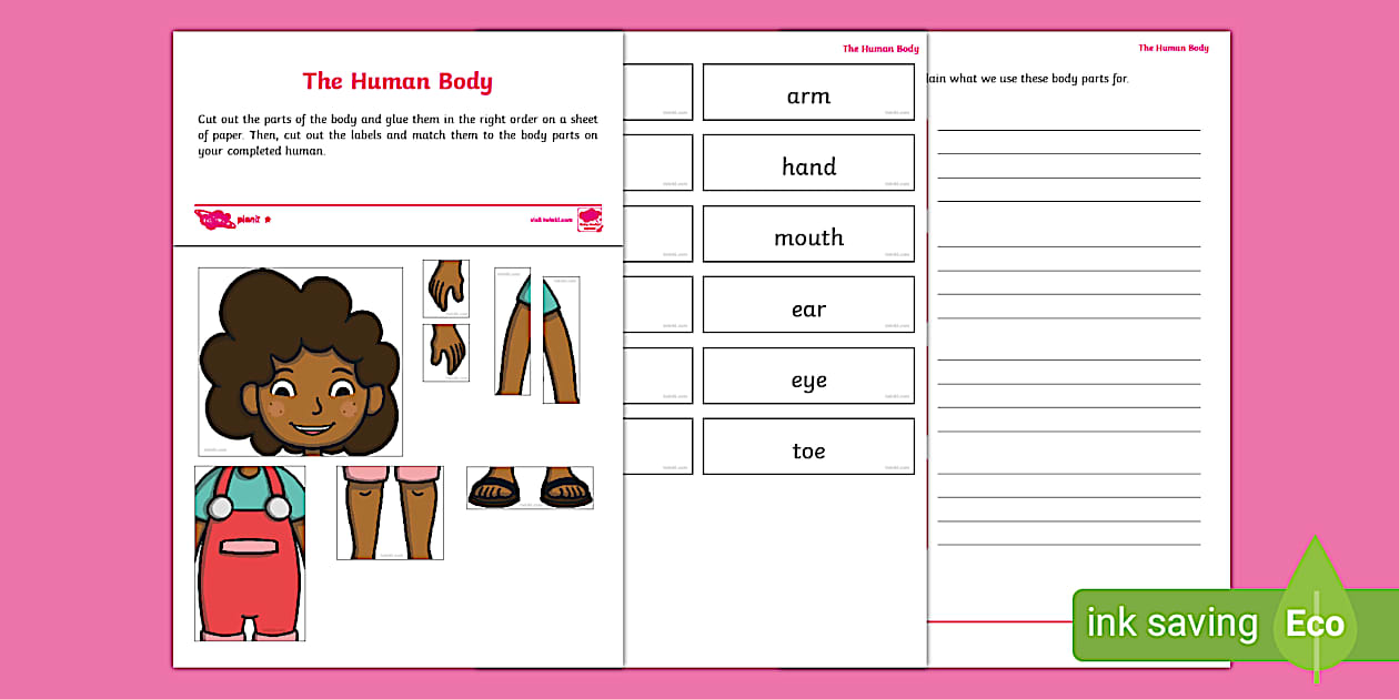 Y1 The Human Body Activity Sheet (teacher made) - Twinkl