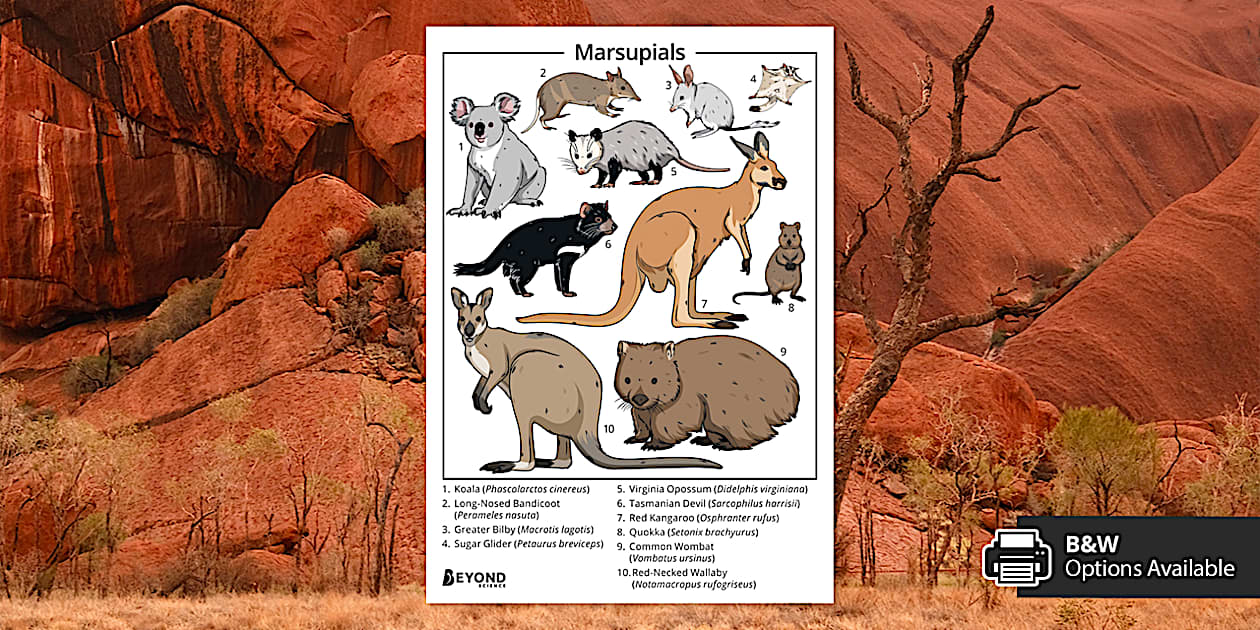 Marsupials Display Poster (Teacher-Made) - Twinkl