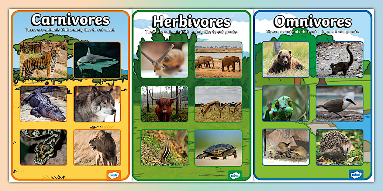 Carnivore, Herbivore and Omnivore Photo Display Posters