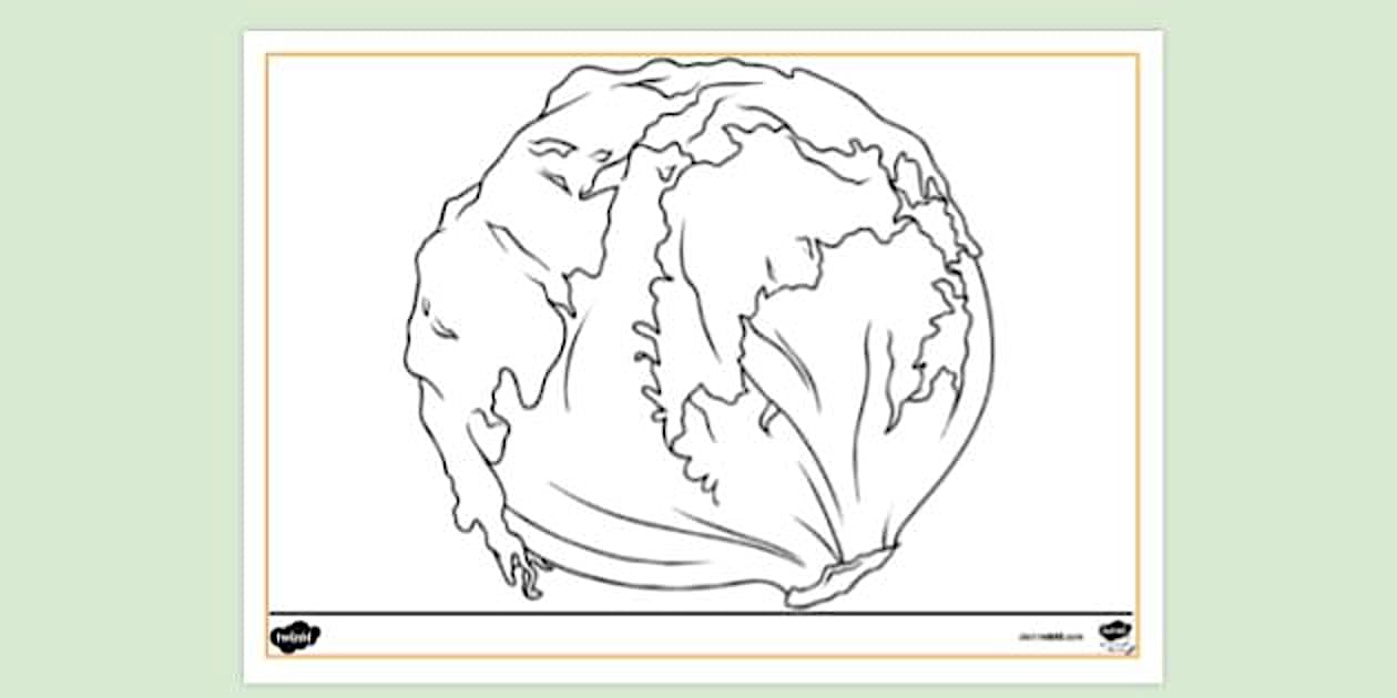 Lettuce Colouring Page - Primary School (teacher made)