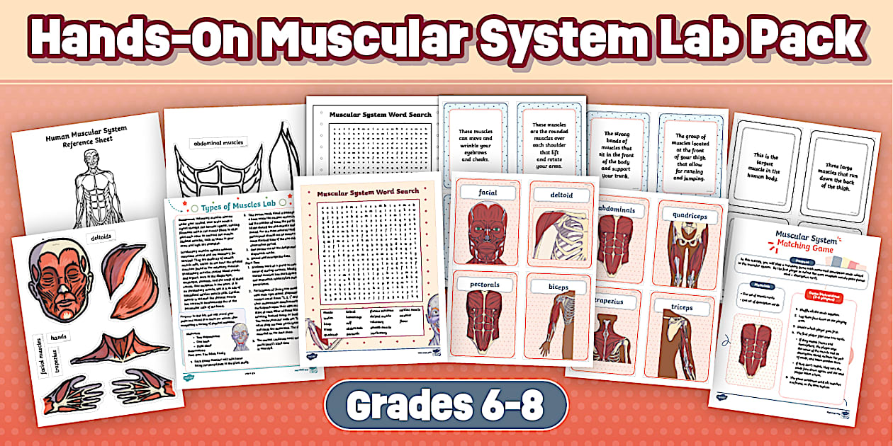 Hands-On Muscular System Lab Stations Pack for 6th-8th Grade