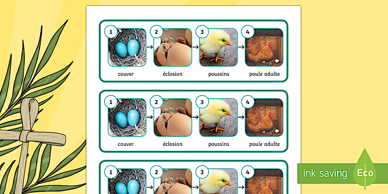 Bande de photos : Le cycle de vie de la poule - poule, cycle de vie ...