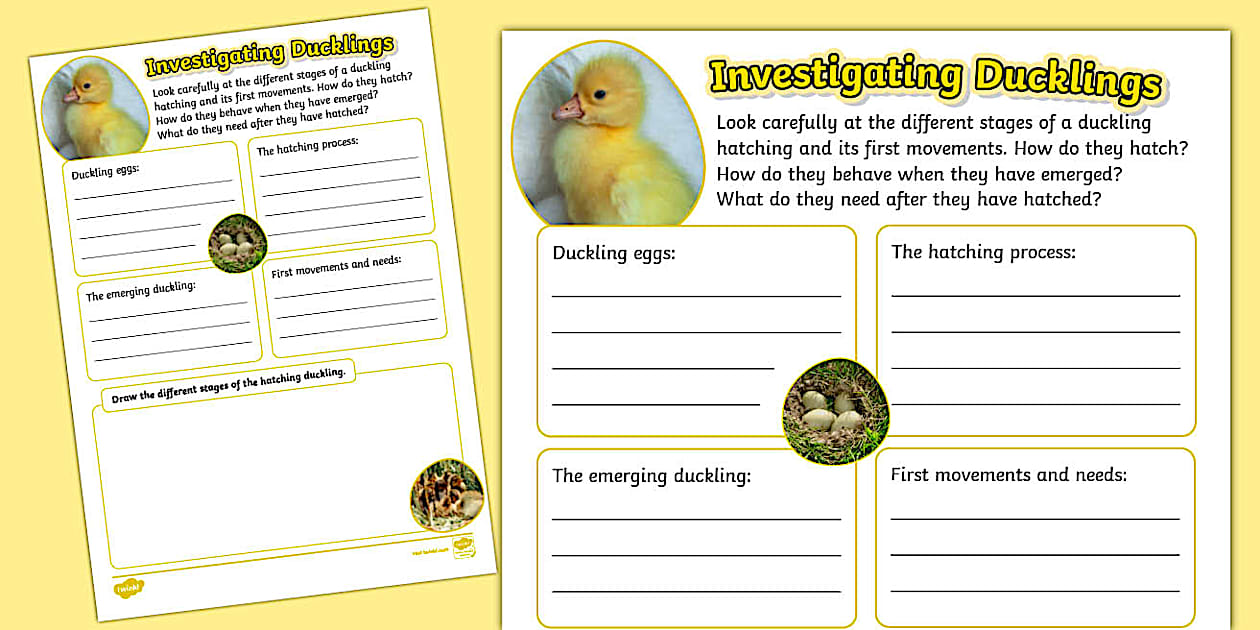 Duckling Observation Worksheet