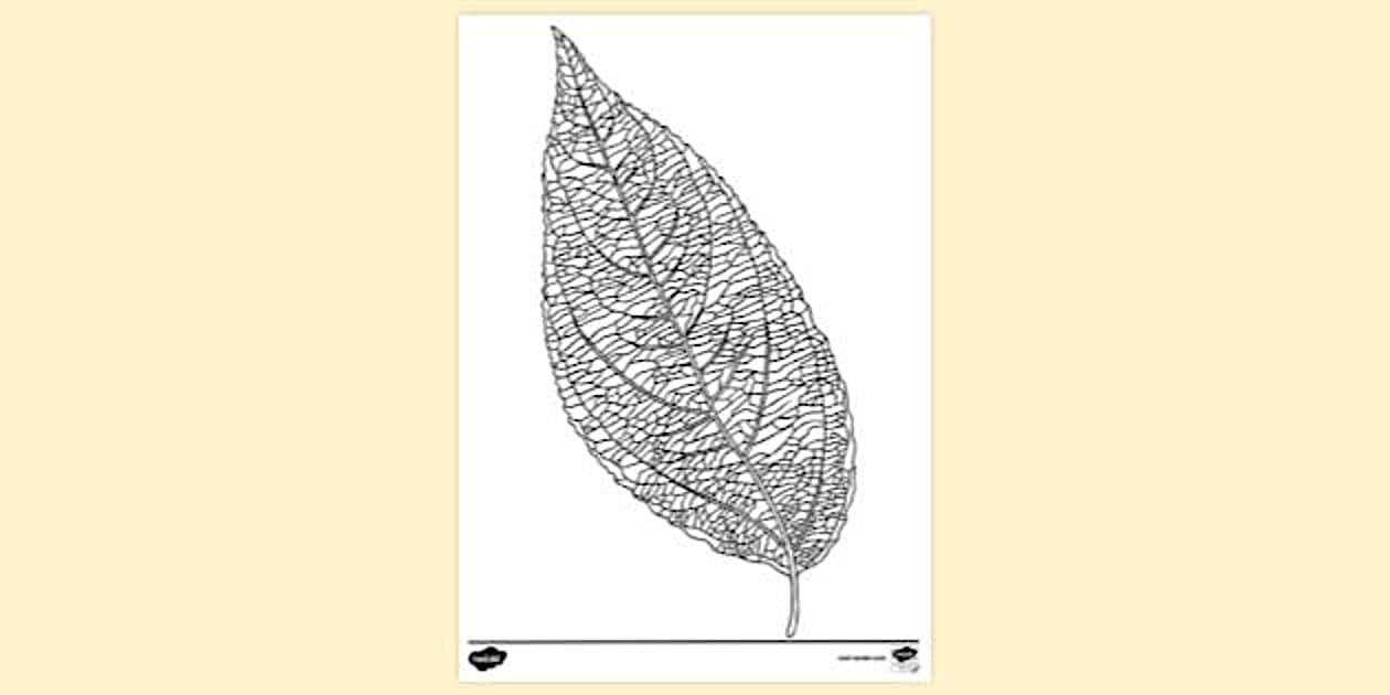 Leaf Veins Colouring Sheet | Twinkl Resources (teacher made)