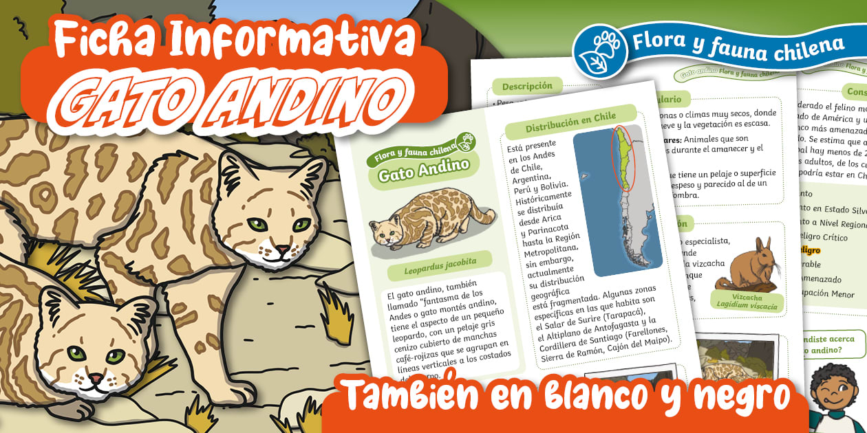 Ficha Informativa | Gato Andino | Felinos | Fauna de Chile