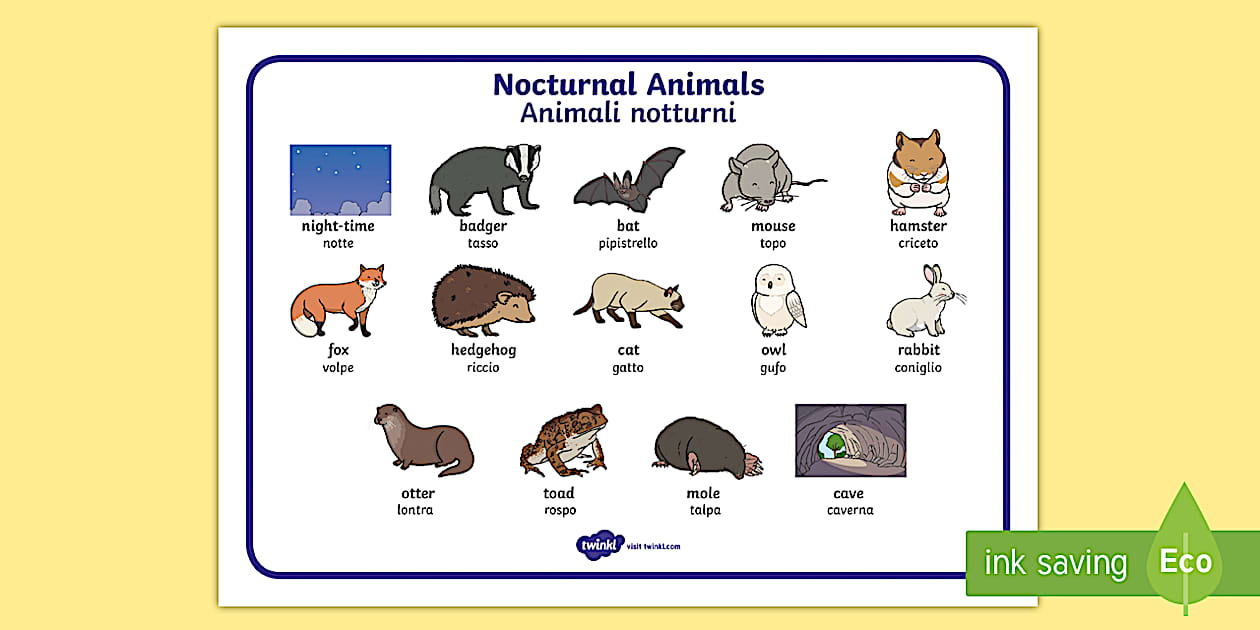 Nocturnal Animals Word Mat English/Italian - Nocturnal Animals Word Mat