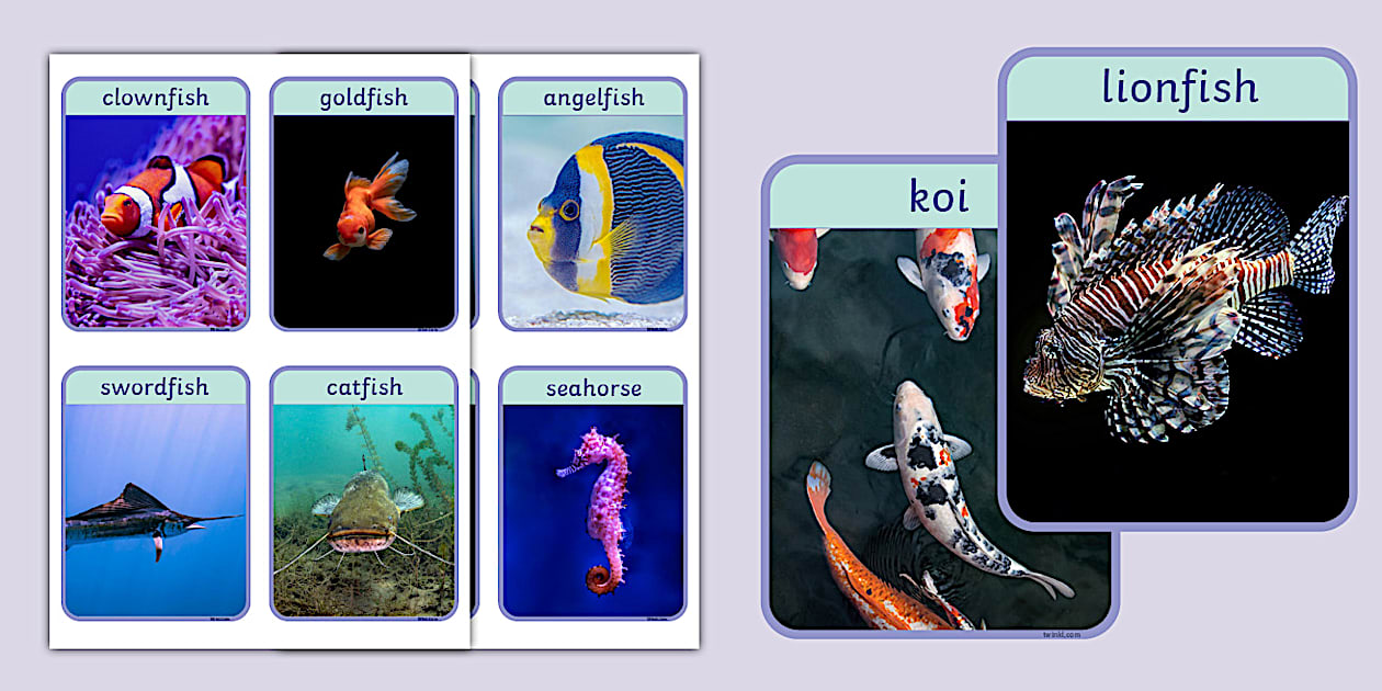 Types of Fish Photo Flashcards (Teacher-Made) - Twinkl