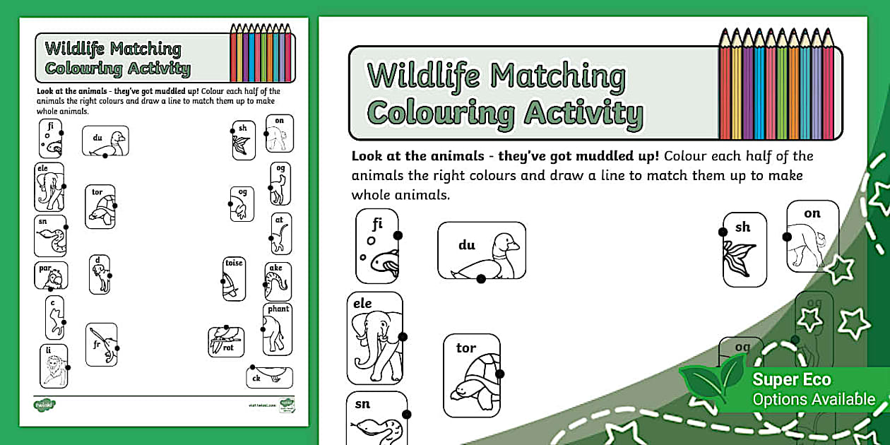 Wildlife Matching Colouring Activity (Ages 5 - 7) - Twinkl