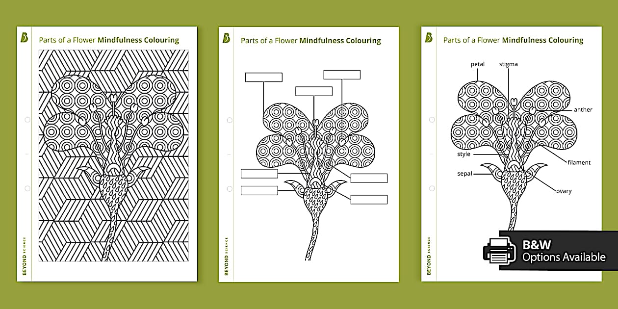 KS3 Science Revision Coloring Parts of a Flower - Twinkl