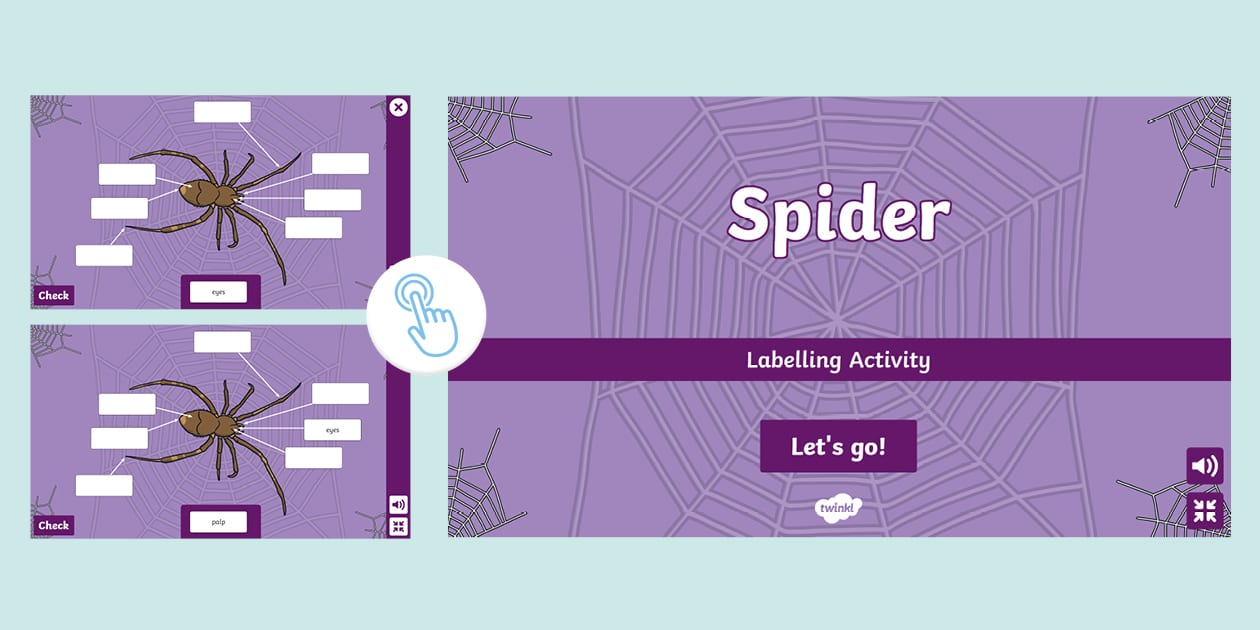 Spider Interactive Labelling Activity - Twinkl - KS1