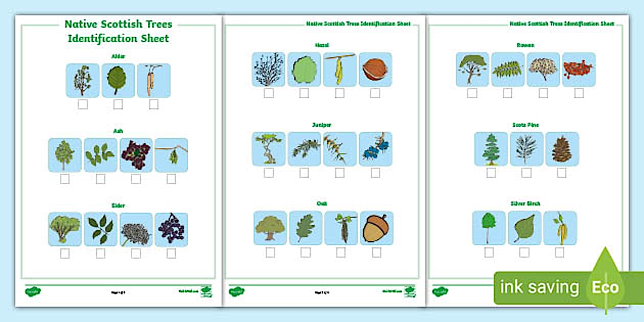 Native Scottish Trees Identification Sheet (teacher made)