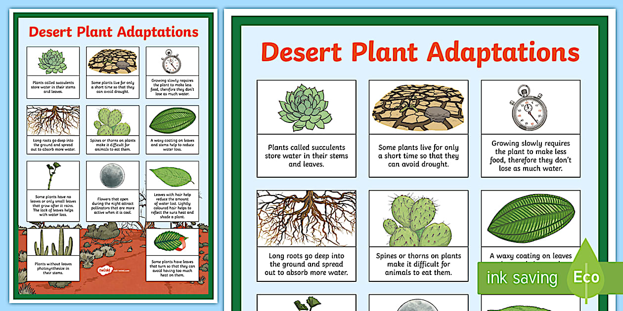 Desert Plant Adapt and Evolve Poster - Second Level - Twinkl