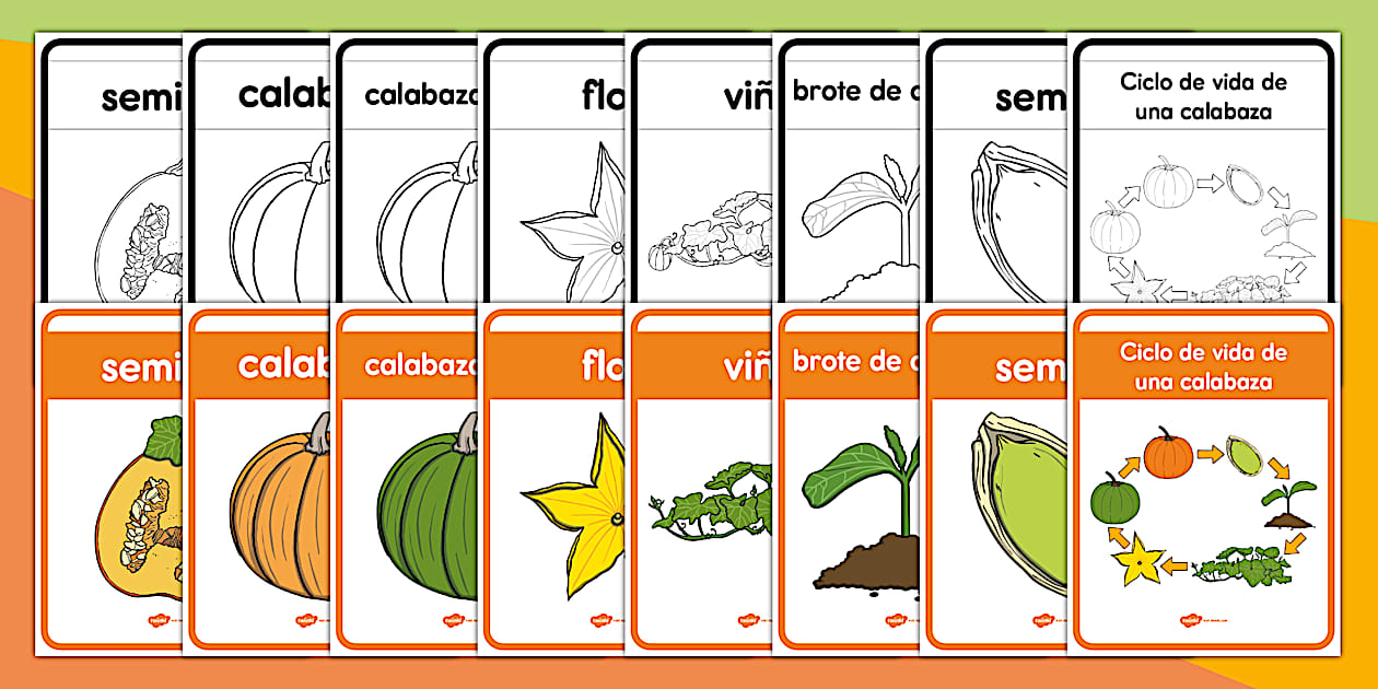 Carteles: Ciclo de vida de una calabaza | Twinkl USA