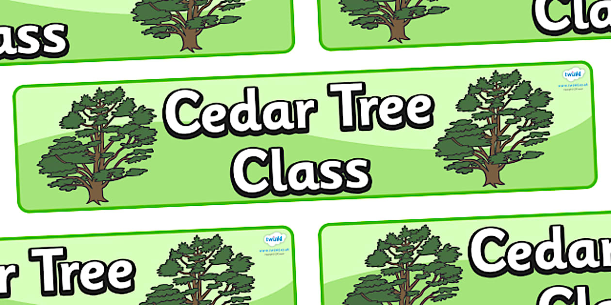 Cedar Tree Themed Classroom Display Banner (teacher made)