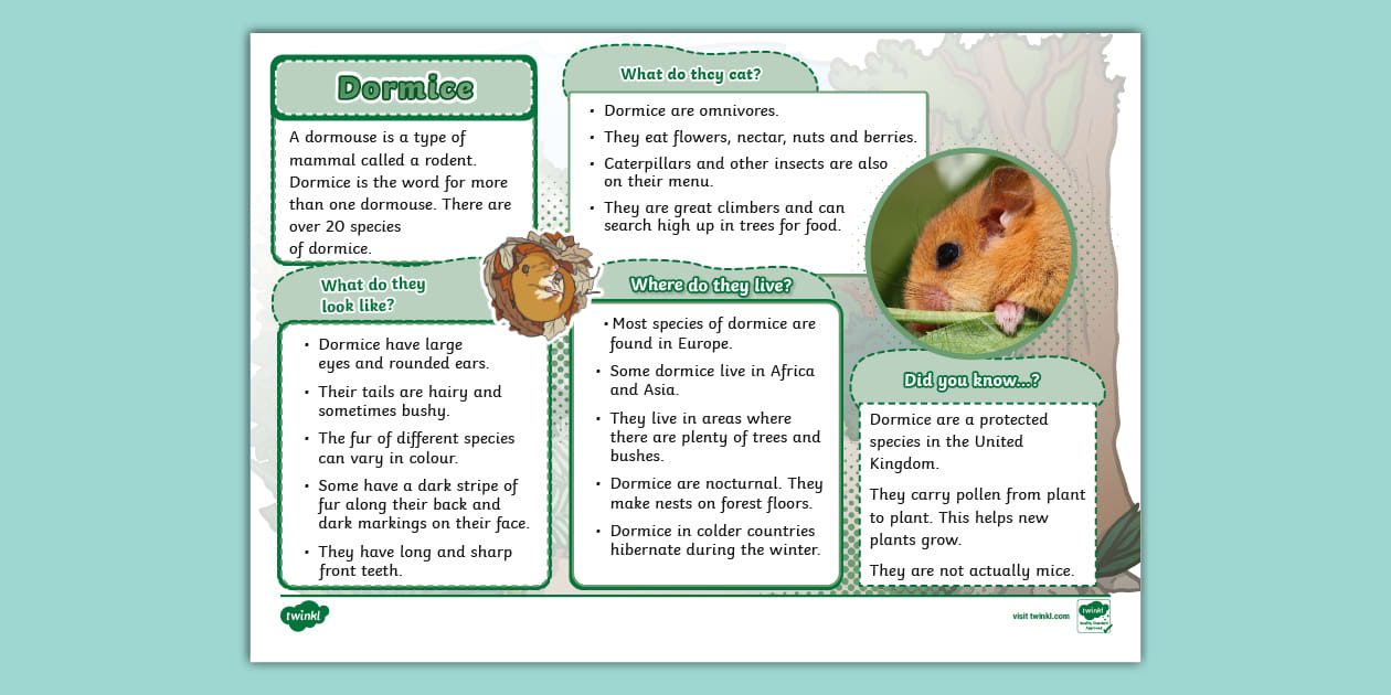 KS1 Dormouse Fact File - KS1 (teacher made) - Twinkl