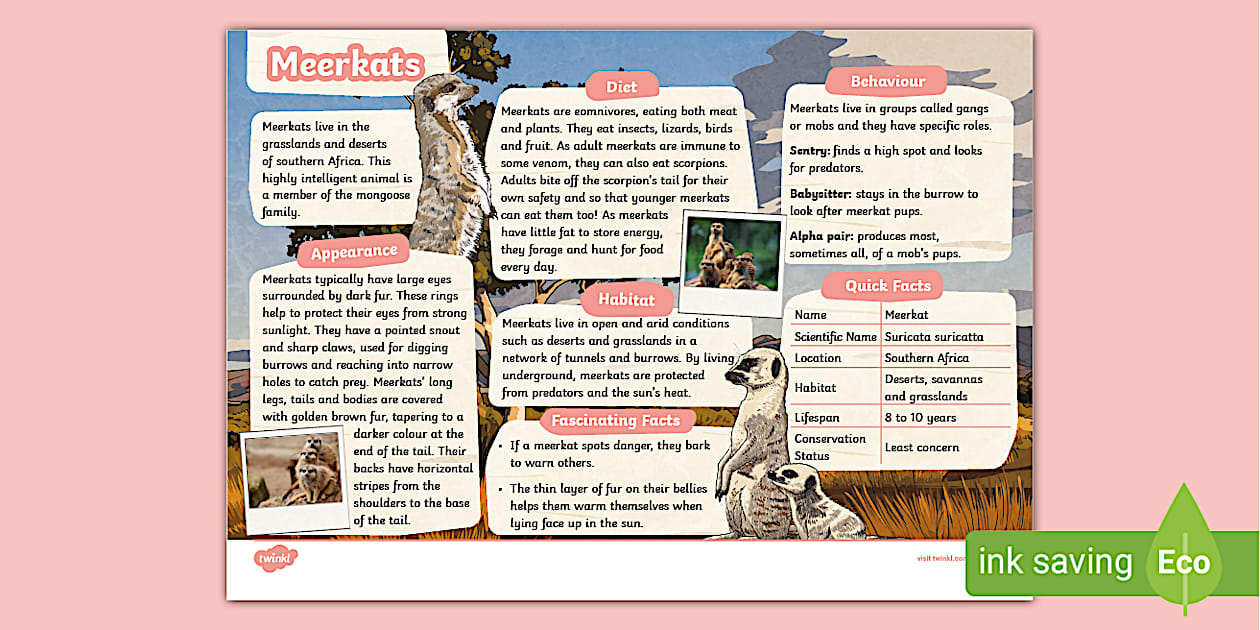 KS2 Meerkat Fact File (creat de profesori) - Twinkl
