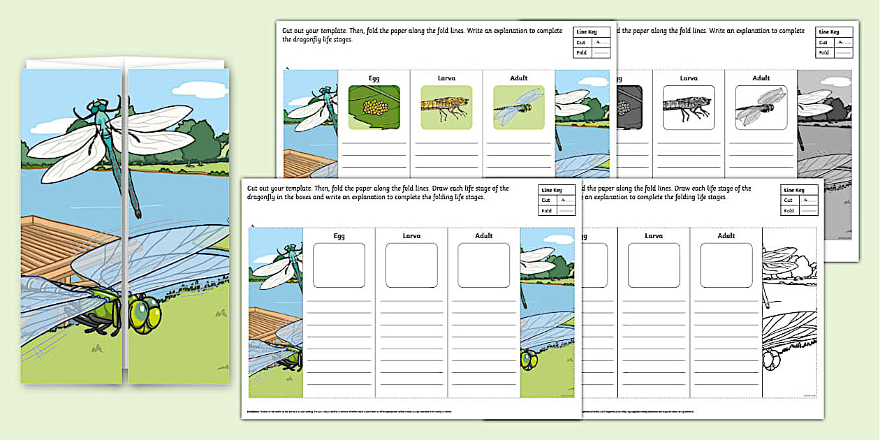 Dragonfly Folding Life Stages Template (teacher made)