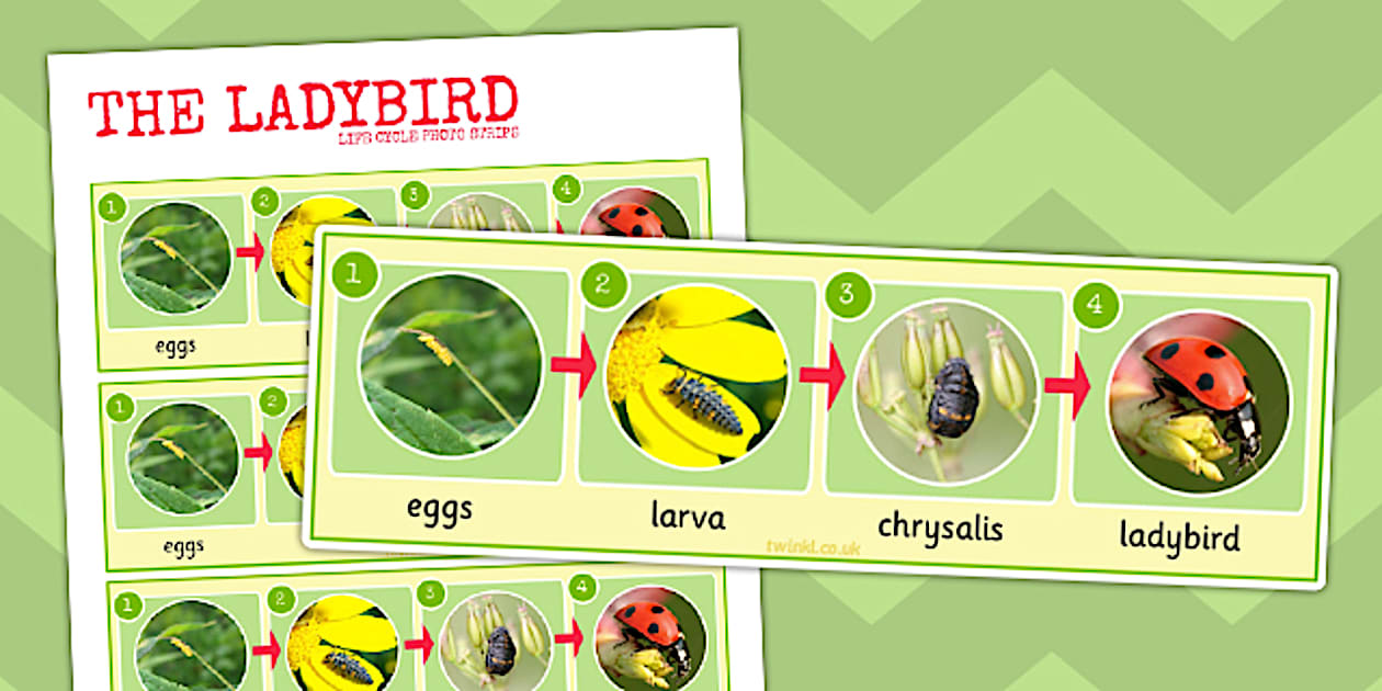 Ladybird Life Cycle Photo Strip (teacher made) - Twinkl