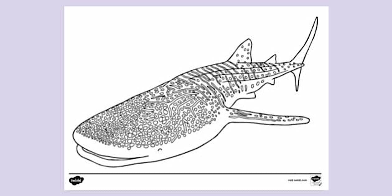 Whale Shark Colouring | Colouring Sheet (teacher made)