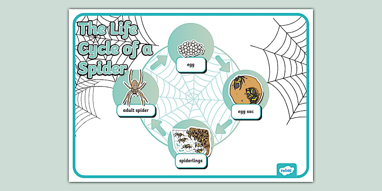 Spider Life Cycle Display Poster (teacher made) - Twinkl