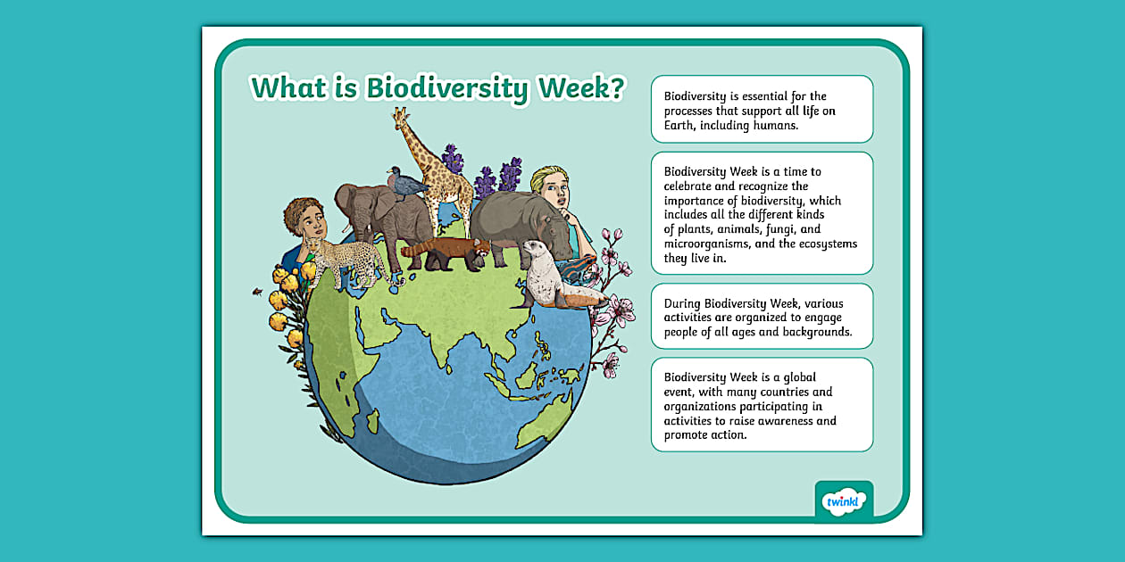 What Is Biodiversity Week? Display Poster (teacher made)