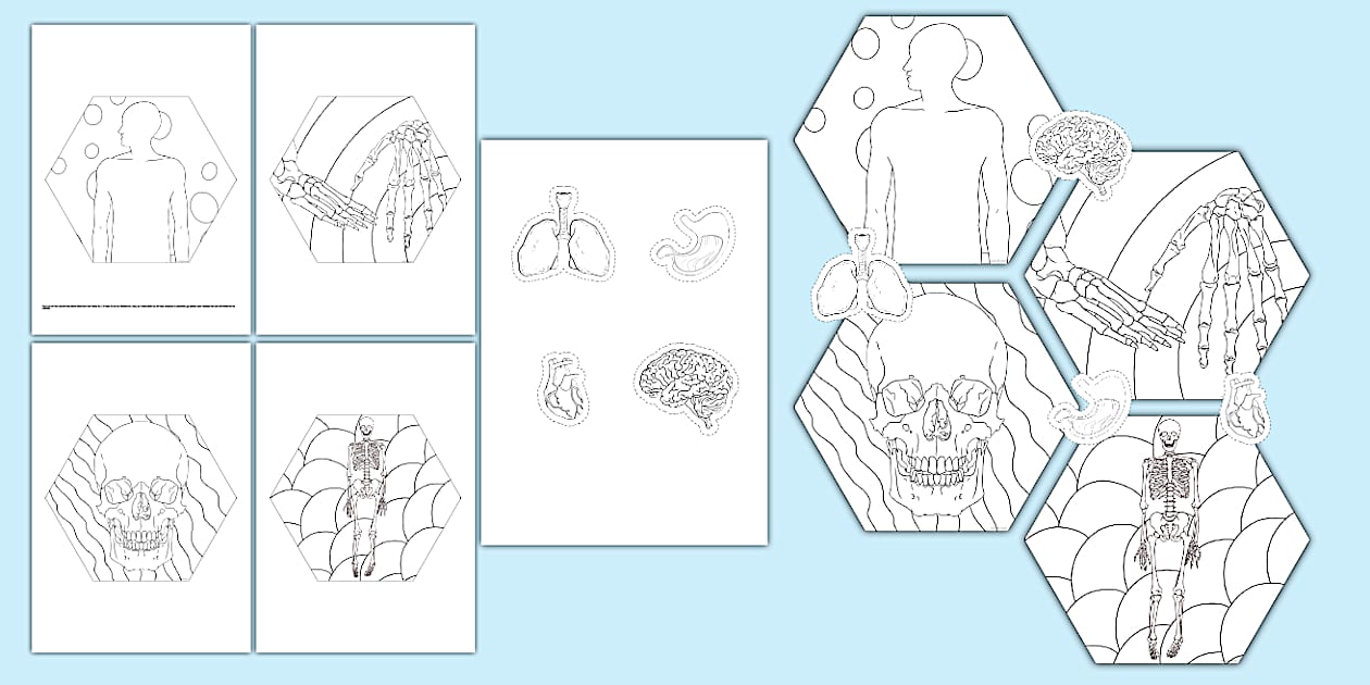 Hexagones à colorier : Le corps humain (teacher made)