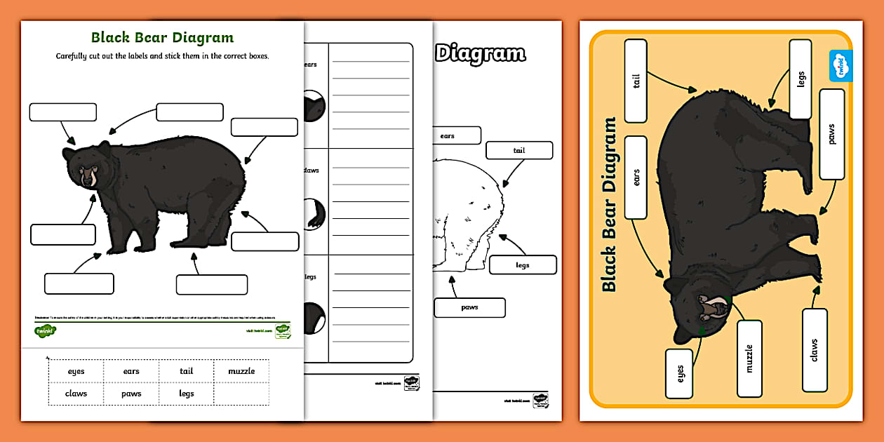 Black Bear Diagram Pack (teacher made) - Twinkl