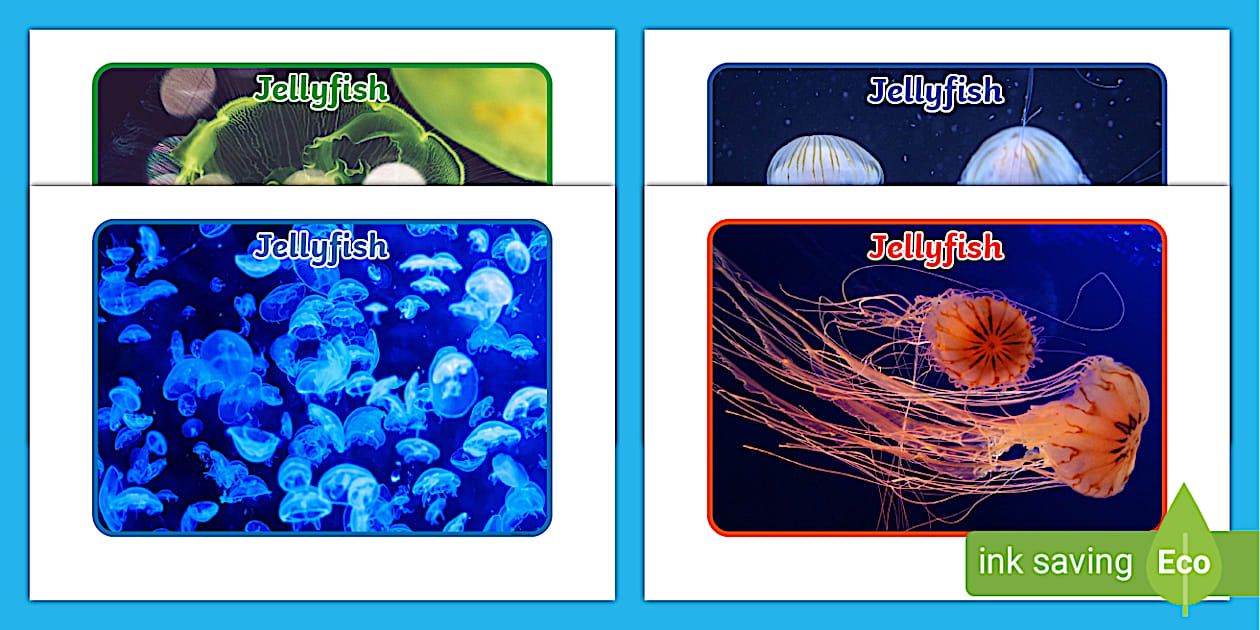 Jellyfish Photo Pack (teacher made) - Twinkl