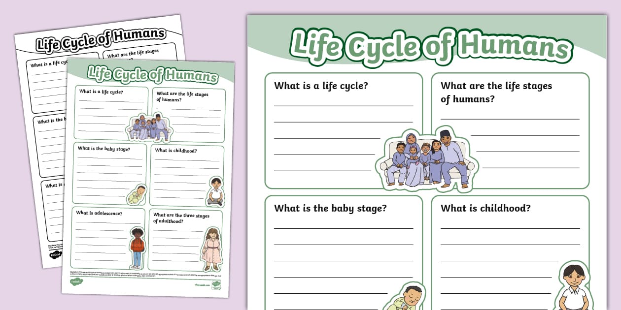 Human Life Cycle Fact File Template