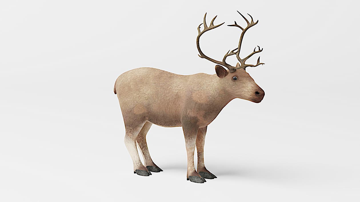 3D Model: Mammals - Caribou - Twinkl