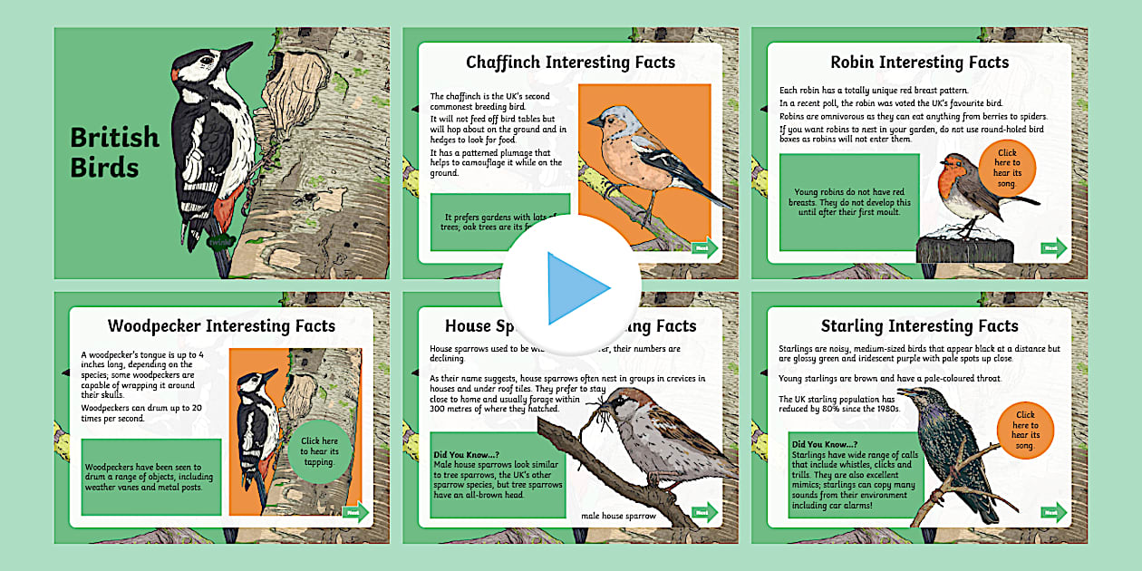 British Birds PowerPoint for classroom or home use - Twinkl
